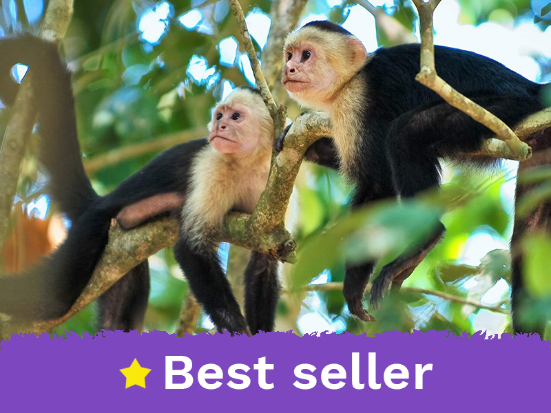 Parque Manuel Antonio - La Mejor Experiencia en Costa Rica