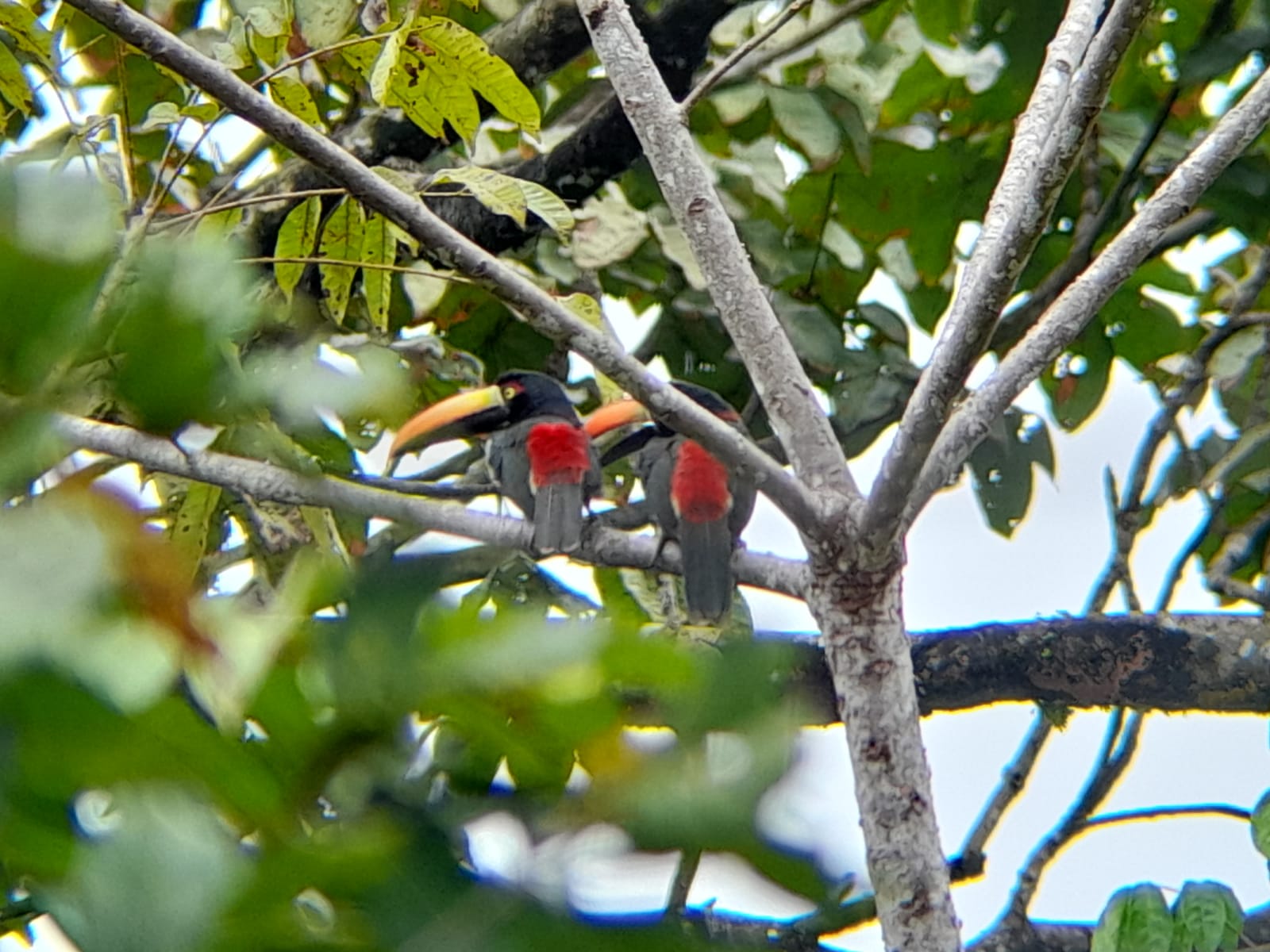 Beautiful Toucans Updated Reports