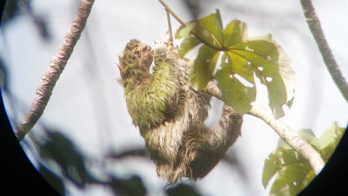 Medium-sized mammals - Updated Reports