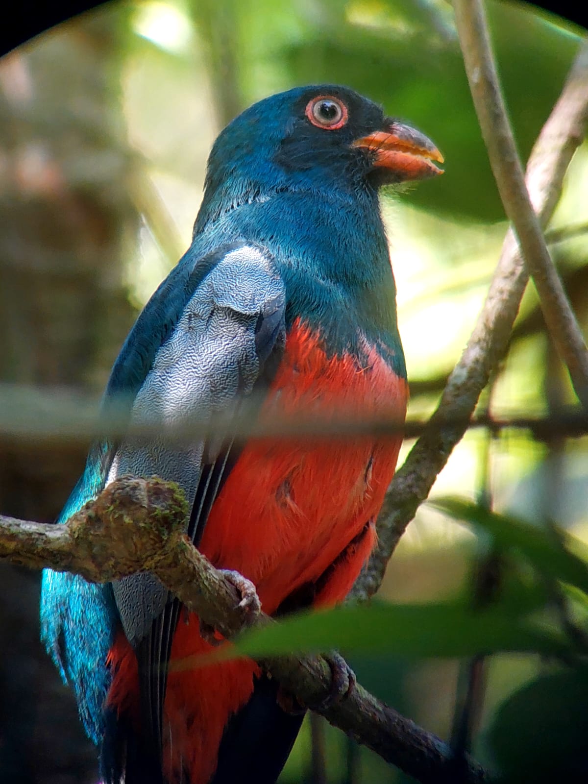 Bird stakes, monkeys and sloths were the stars today