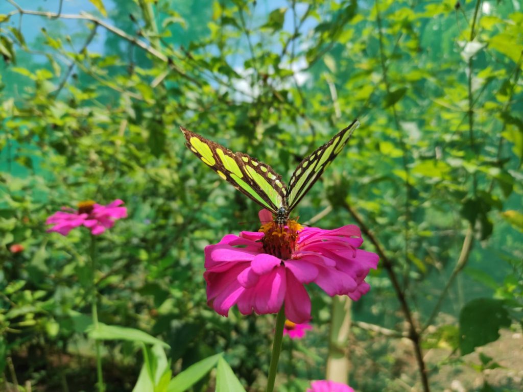 Medicinal plants butterfly tour | Manuel Antonio 2025